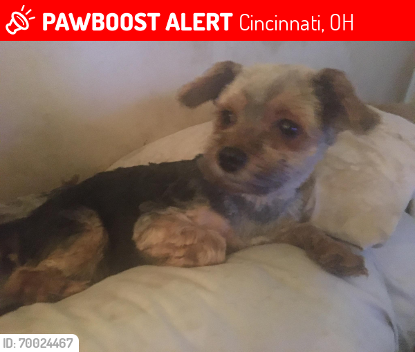 Cincinnati, OH Lost Male Dog, Bernie Is Missing | PawBoost