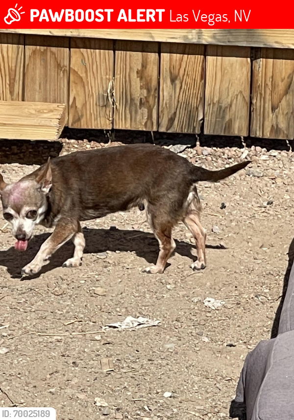 Las Vegas, NV Lost Female Dog, Rata Is Missing | PawBoost