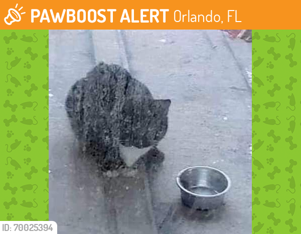 Orlando, FL Stray Cat Found Near Chickasaw Trail | PawBoost