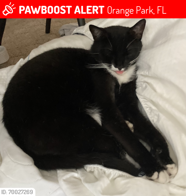 Orange Park, FL Lost Male Cat, Oreo Is Missing | PawBoost