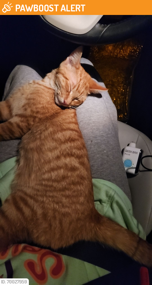 Westworth Village, TX Stray Male Cat Found Near Near sunset and tanny ...