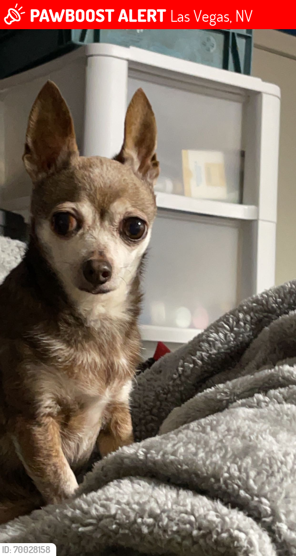 Las Vegas, NV Lost Female Dog, Rata Is Missing | PawBoost