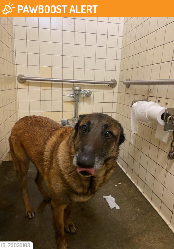 Rehomed Male Dog in Los Angeles County, CA 91733 (ID: 70030103) | PawBoost
