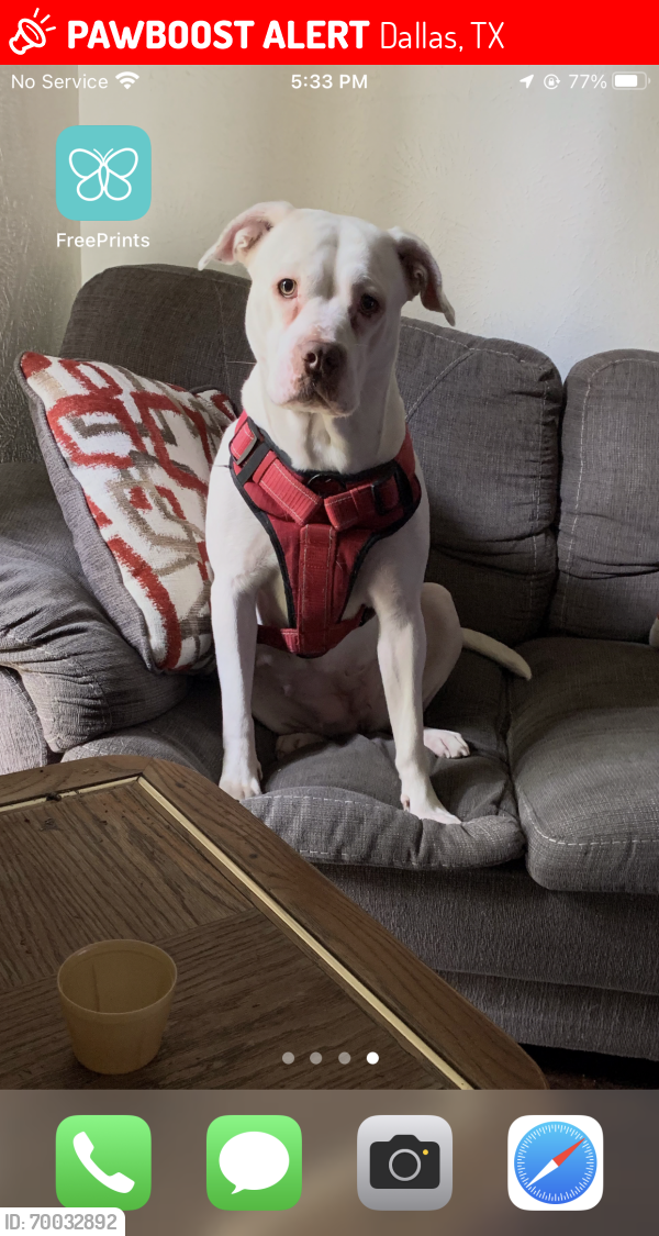 Dallas, TX Lost Female Dog, Coca Is Missing | PawBoost