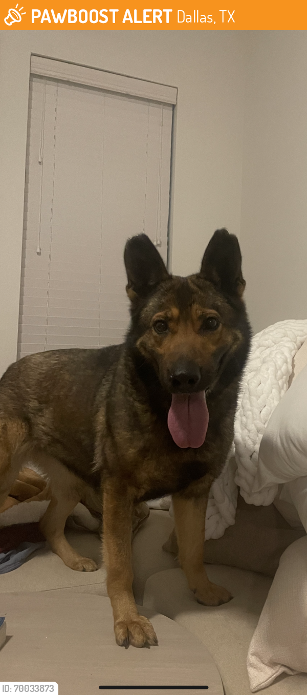 Dallas, TX Stray Female Dog Found Near North Carroll Ave & Coles Manor ...