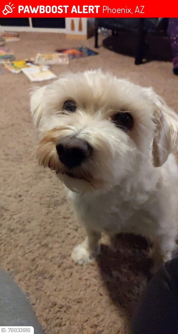 Phoenix, AZ Lost Female Dog, Luna Is Missing | PawBoost