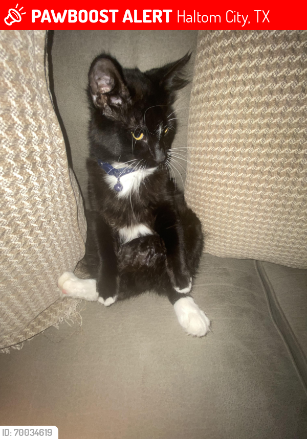 Haltom City, TX Lost Male Cat, Opiux/michi Is Missing | PawBoost