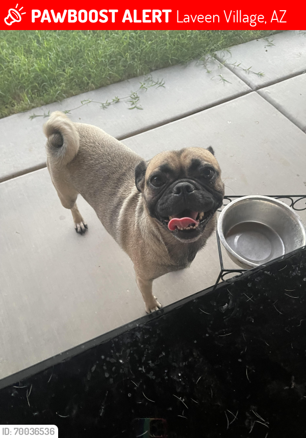 Phoenix, AZ Lost Female Dog, Monica Is Missing | PawBoost