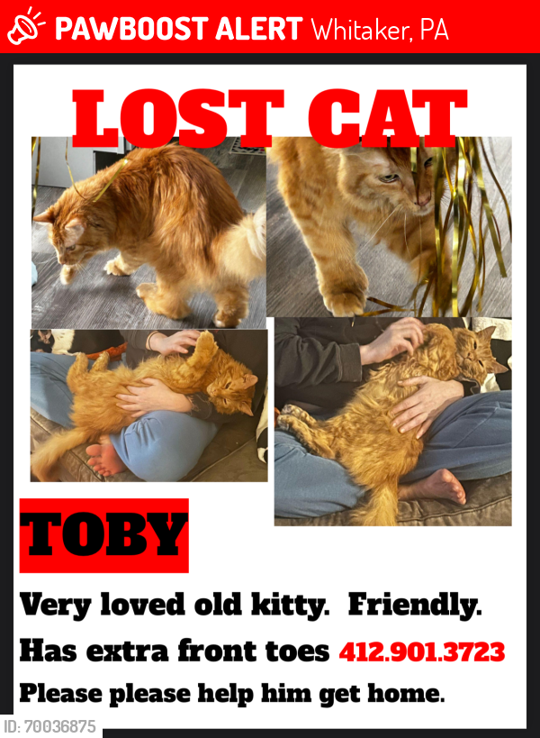 Whitaker, PA Lost Male Cat, Toby Is Missing | PawBoost
