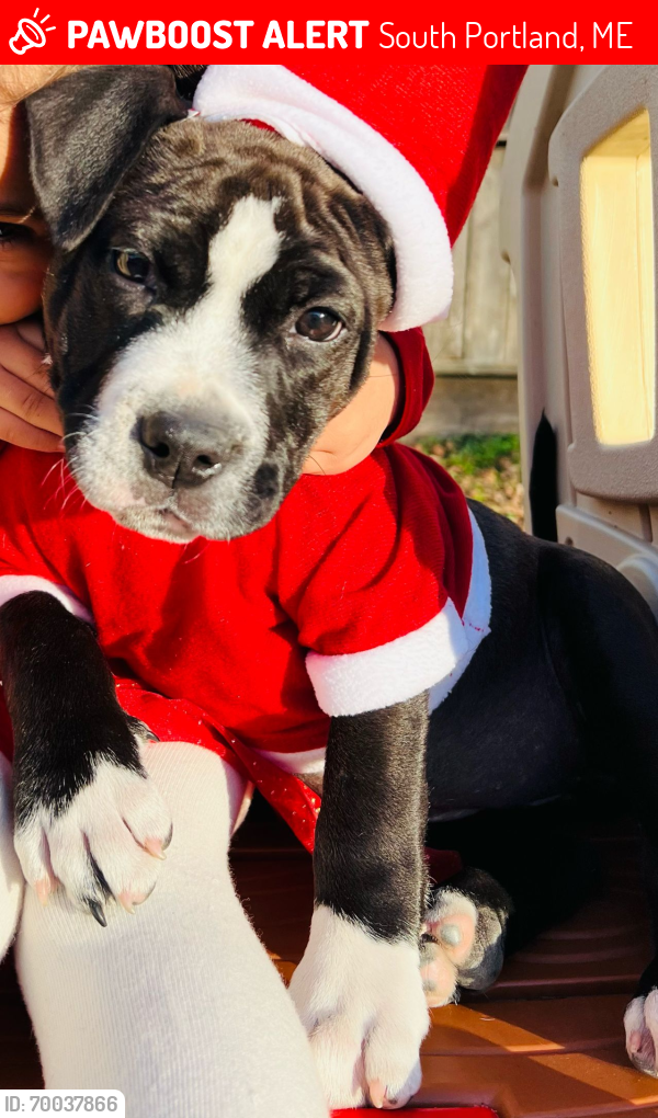 South Portland, ME Lost Female Dog, Cookie Is Missing | PawBoost