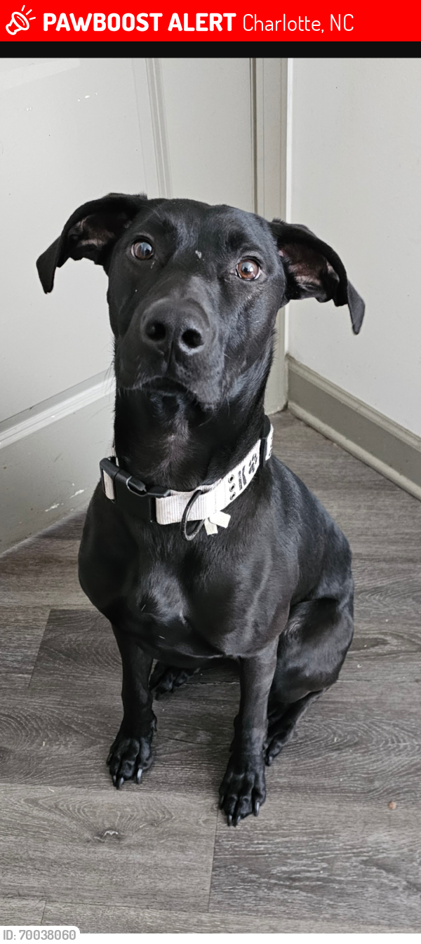 Charlotte, NC Lost Male Dog, Shadow Is Missing | PawBoost