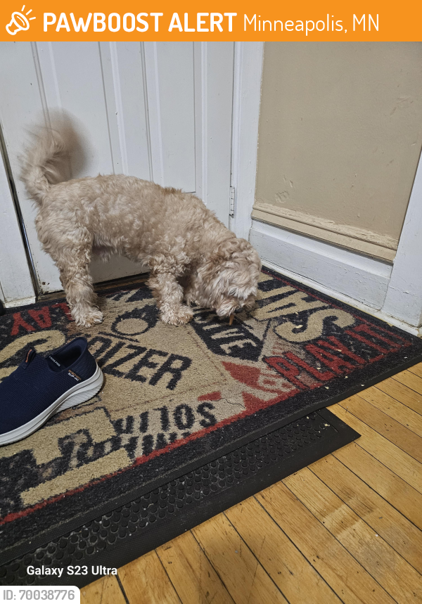 Minneapolis, MN Stray Male Dog Found Near North Minneapolis | PawBoost