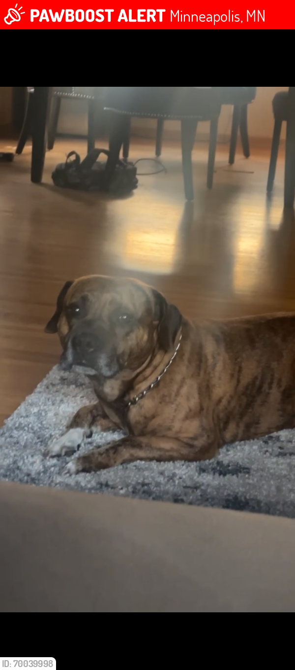Minneapolis, MN Lost Male Dog, Brodie Is Missing | PawBoost