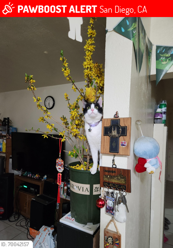 San Diego, CA Lost Female Cat, Moo Moo Is Missing | PawBoost