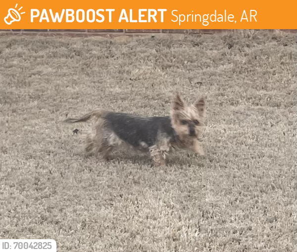 Springdale, AR Stray Dog Found Near Elm Springs Road near Gutensohn ...