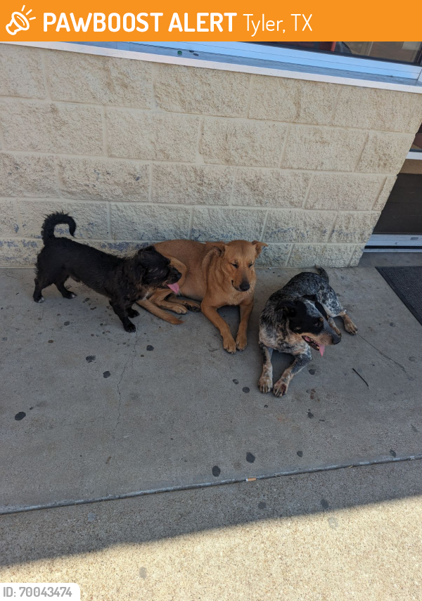 Tyler, TX Stray Dog Found Near Family dollar gentry | PawBoost