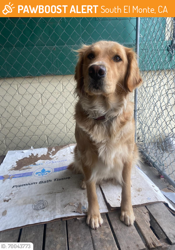 Rehomed Female Dog in South El Monte, CA 91733 (ID: 70043773) | PawBoost