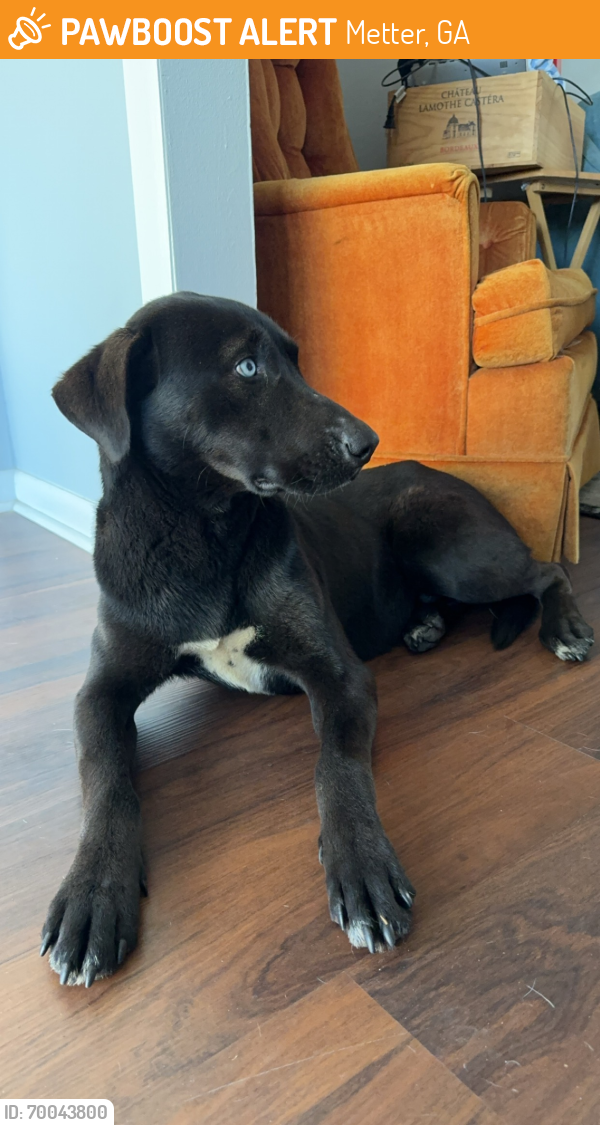 Metter, GA Stray Male Dog Found Near Interstate near ramp for Metter ...