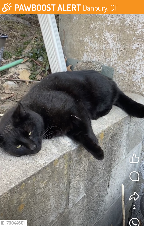 Danbury, CT Stray Male Cat Found Near Triangle st | PawBoost