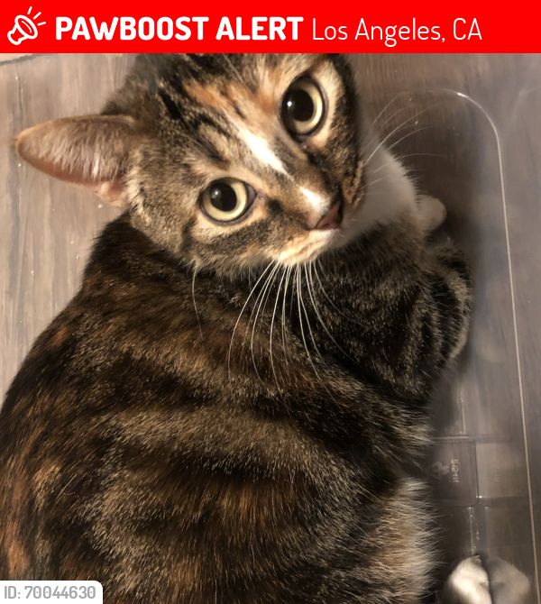 Los Angeles, CA Lost Female Cat, Sweety Is Missing | PawBoost