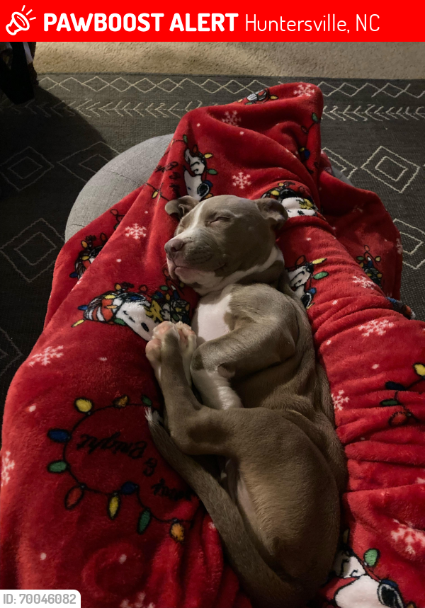 Huntersville, NC Lost Female Dog, Princess Is Missing | PawBoost