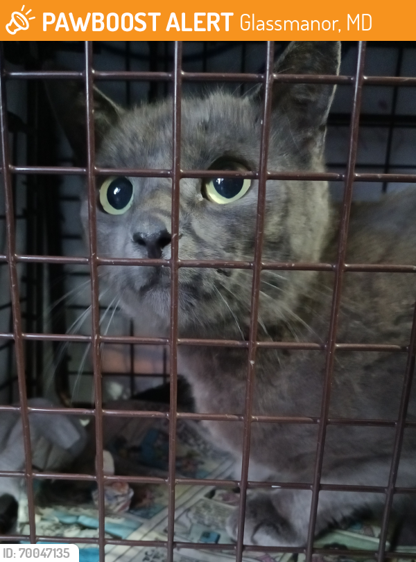 Glassmanor, MD Stray Female Cat Found Near Iverson st and Sutler Dr ...