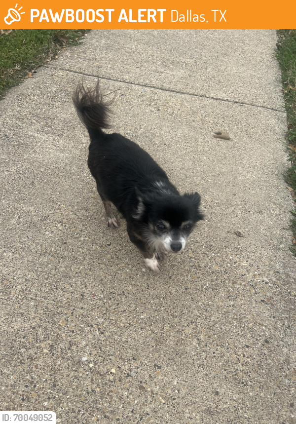 Dallas, TX Stray Dog Found Near Estacado and Crest Ridge | PawBoost