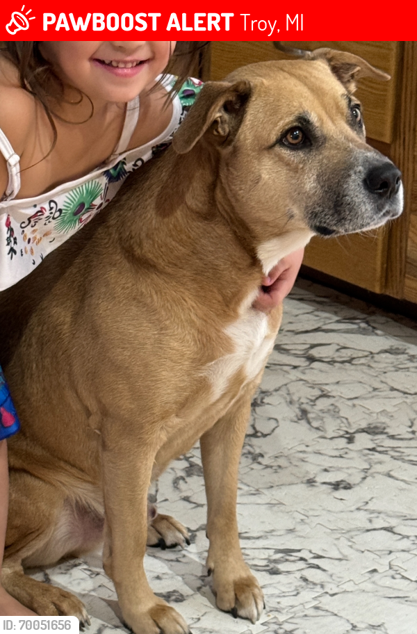 Troy, MI Lost Male Dog, Chico Is Missing | PawBoost