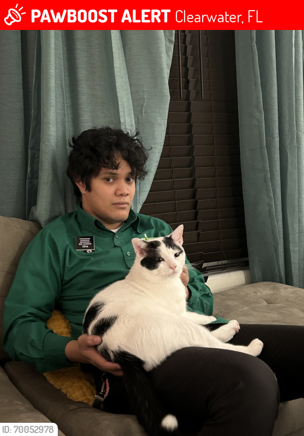 Clearwater, FL Lost Male Cat, Pascal Is Missing | PawBoost