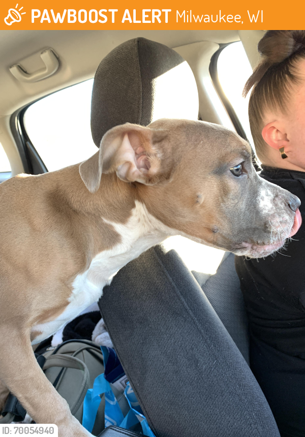 Milwaukee, WI Stray Female Dog Found Near Alley | PawBoost