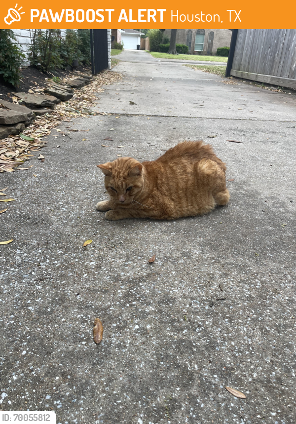 Houston, TX Stray Cat Found Near Briargrove Park | PawBoost