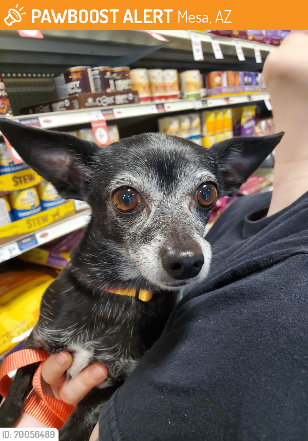 Mesa, AZ Stray Dog Found Near Ellsworth and Baseline | PawBoost
