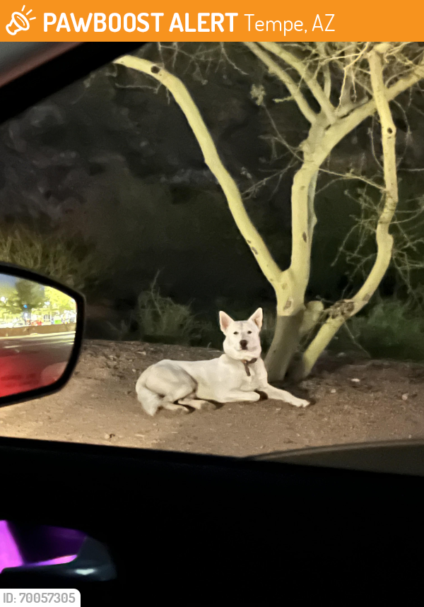 Tempe, AZ Stray Dog Found Near 55th St and Broadway running back and ...