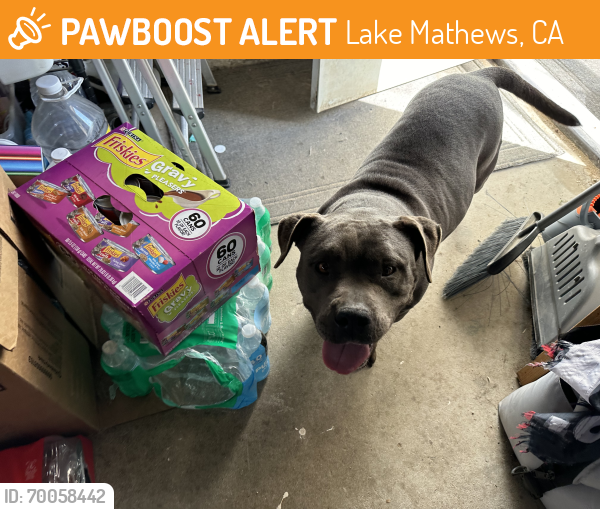 Lake Mathews, CA Stray Female Dog Found Near Athenon/Amalfi | PawBoost