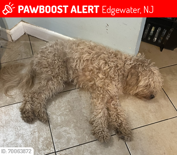 Edgewater, NJ Lost Male Dog, Arch Is Missing | PawBoost