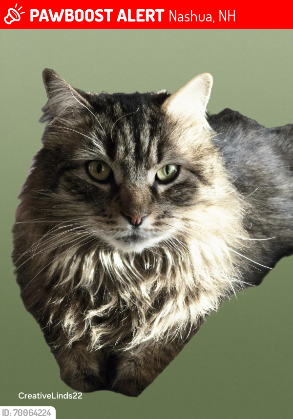 Nashua, NH Lost Male Cat, Bibby Is Missing | PawBoost