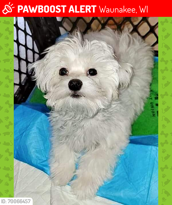 Waunakee, WI Lost Male Dog, Teddy Is Missing | PawBoost