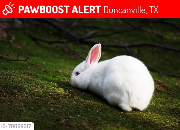 Duncanville, TX Lost Female Rabbit, Fluffy Is Missing | PawBoost