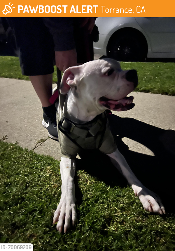 Torrance, CA Stray Male Dog Found Near Crenshaw and 188th | PawBoost