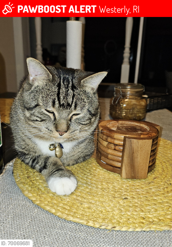 Westerly, RI Lost Male Cat, Mango Is Missing | PawBoost