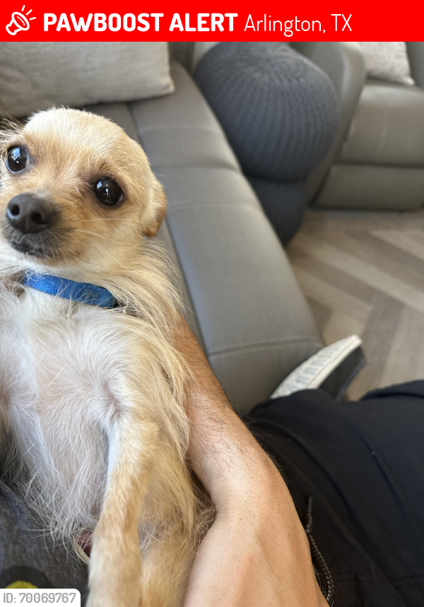 Arlington, TX Lost Male Dog, Pickle Is Missing | PawBoost