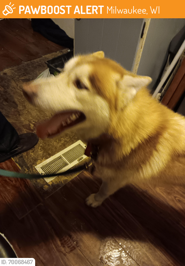 Milwaukee, WI Stray Male Dog Found Near 6th & College Ave(Mobile court ...