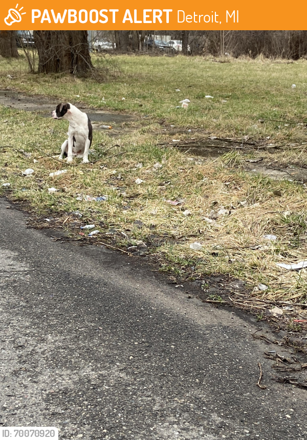 Detroit, MI Stray Male Dog Found Near Westbrook and curtis | PawBoost