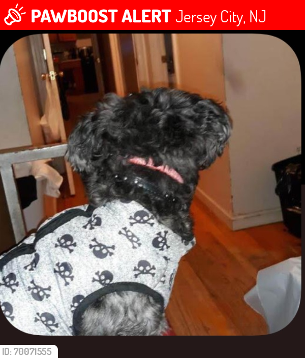 Jersey City, NJ Lost Male Dog, Ruffin Harris Is Missing | PawBoost