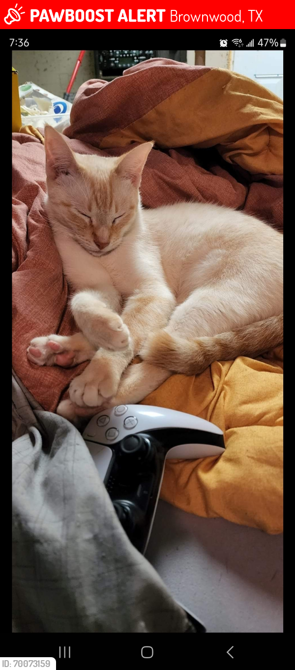 Brownwood, TX Lost Male Cat, Gohan Is Missing | PawBoost