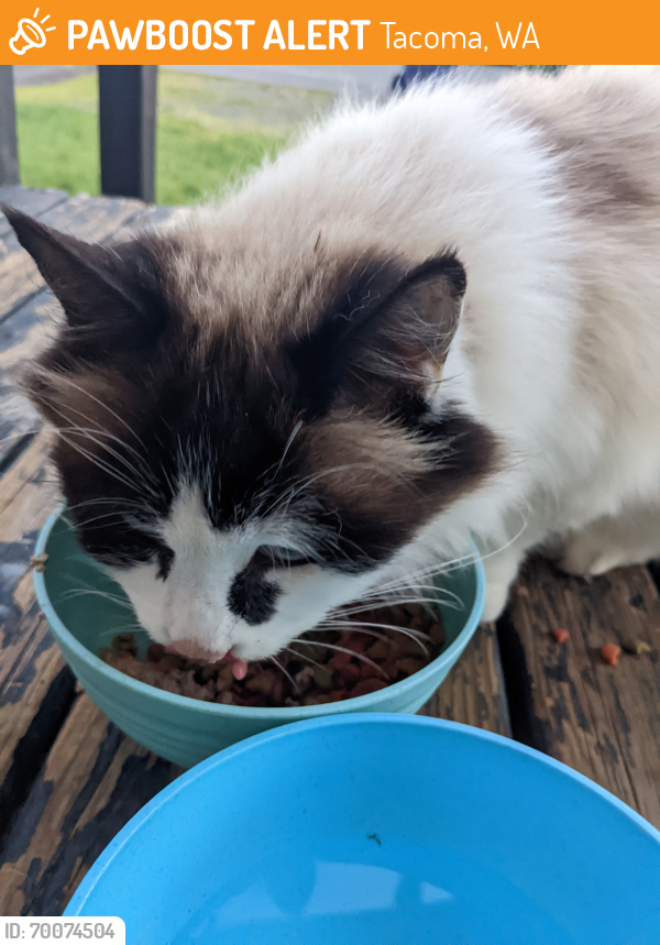 Tacoma, WA Stray Cat Found Near Near Guiadrone middle school. | PawBoost