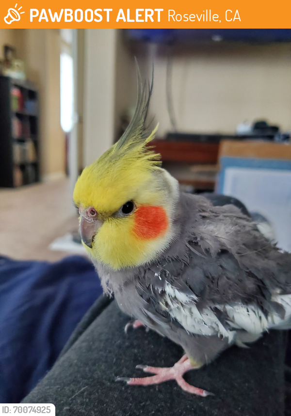 Roseville, CA Stray Bird Found Near Walergra and Doyal Ranch | PawBoost