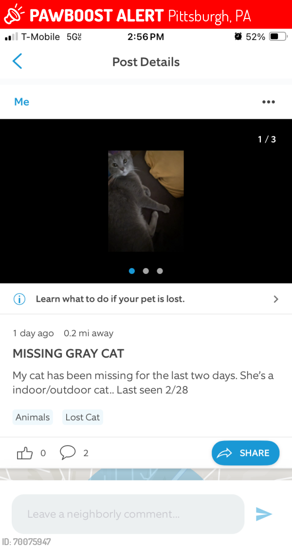 Pittsburgh, PA Lost Female Cat, Santana Is Missing | PawBoost