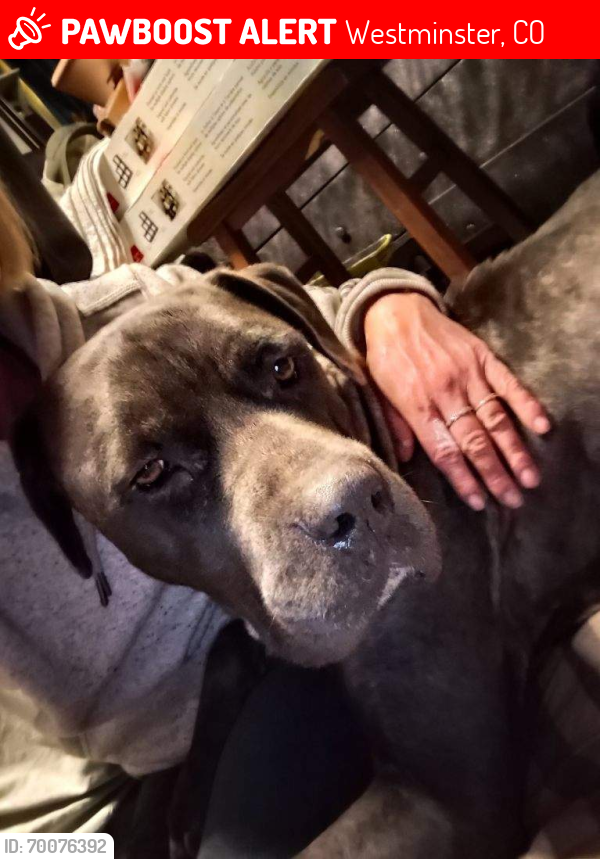 Westminster, CO Lost Female Dog, Lady Is Missing | PawBoost