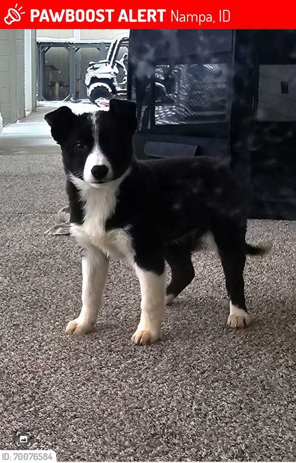 Nampa, ID Lost Female Dog, Puppy girl Is Missing | PawBoost